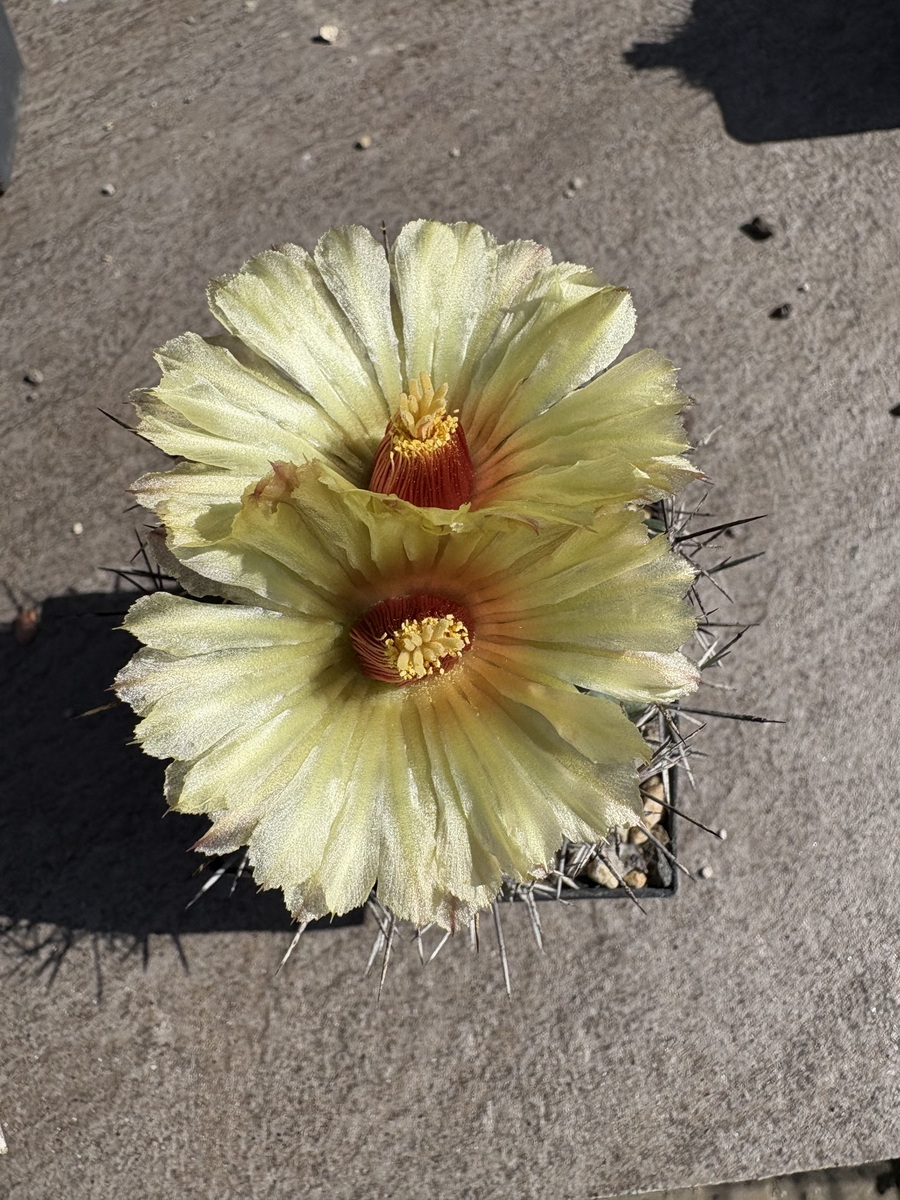 Kakteen Magg Webshop - Coryphantha scheeri