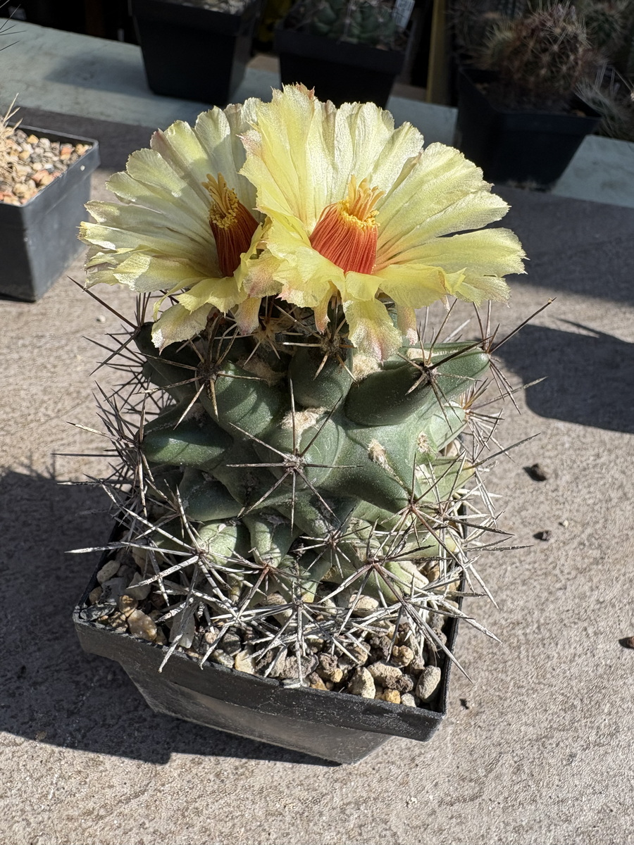 Kakteen Magg Webshop - Coryphantha scheeri
